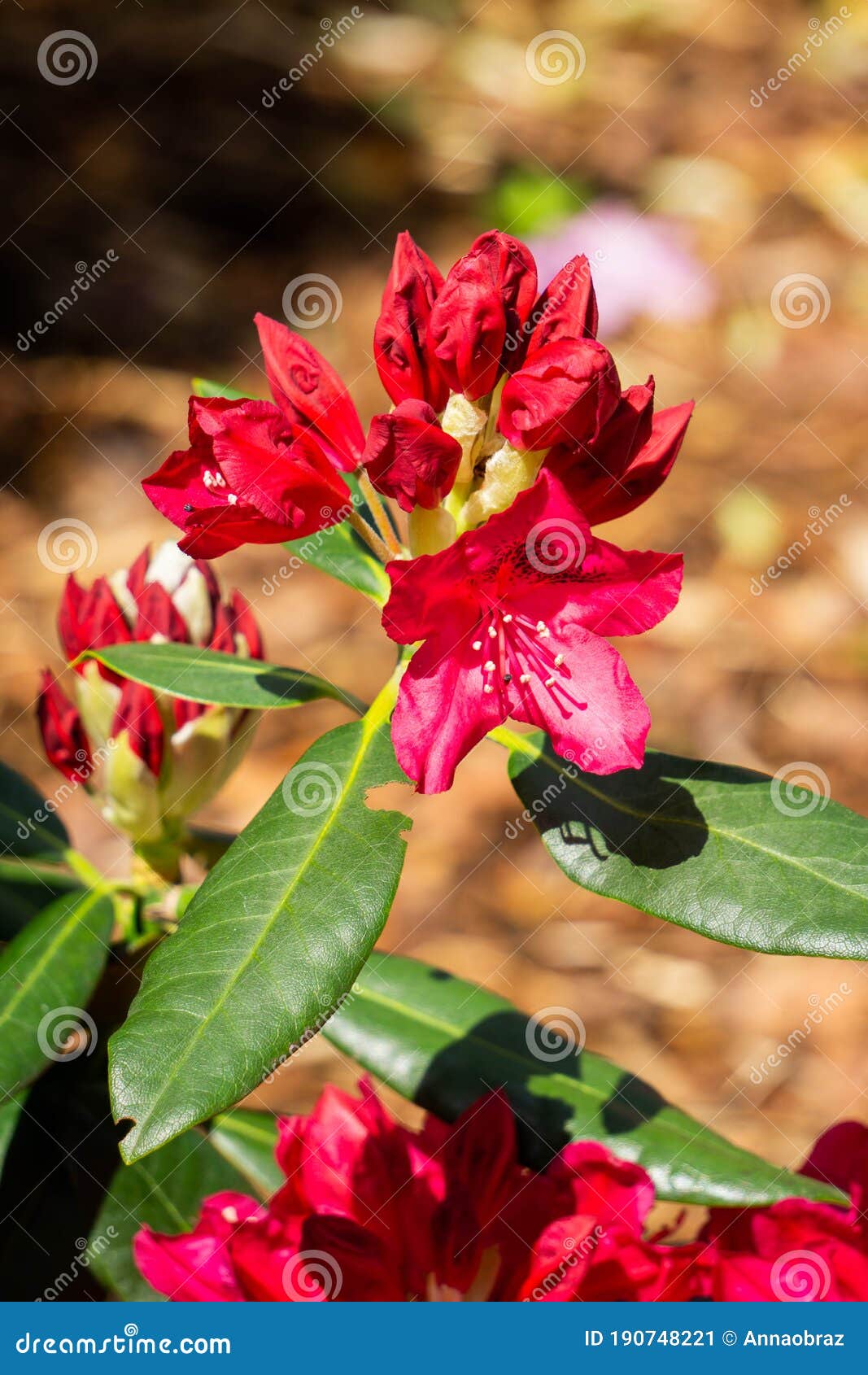 Beautiful Red Rhododendron Flower in the Garden Stock Image - Image of ...