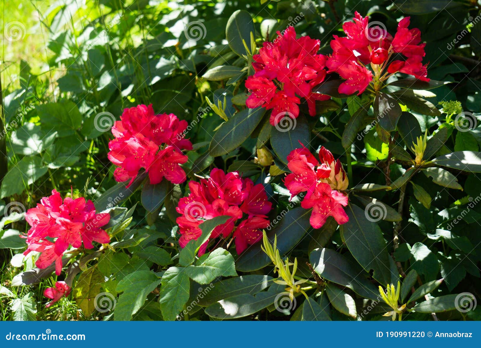 Beautiful Red Rhododendron Flower in the Garden Stock Photo - Image of ...