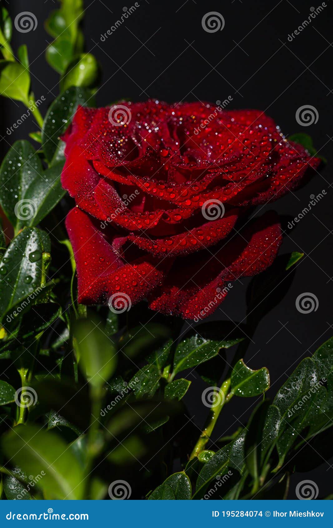 Beautiful Red Romantic Rose with Dew Drops on Black Background Stock ...