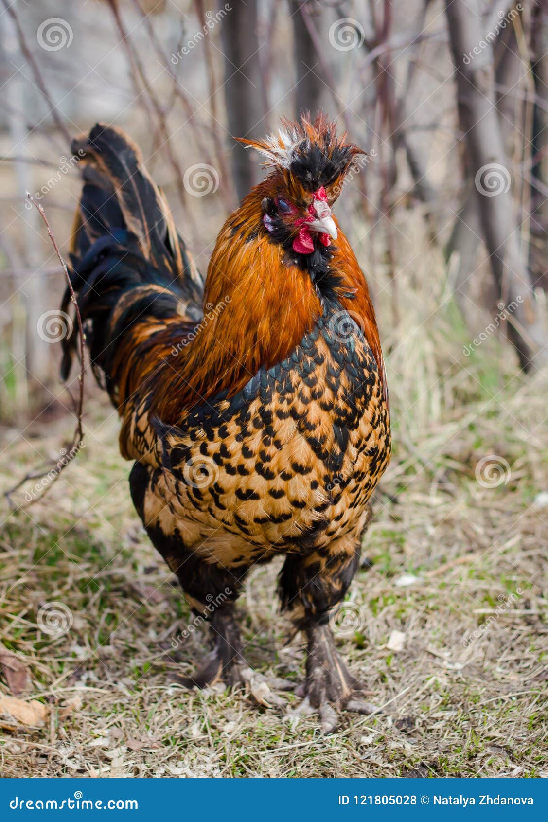 Red rooster in the Meadow stock photo. Image of agriculture - 121805028