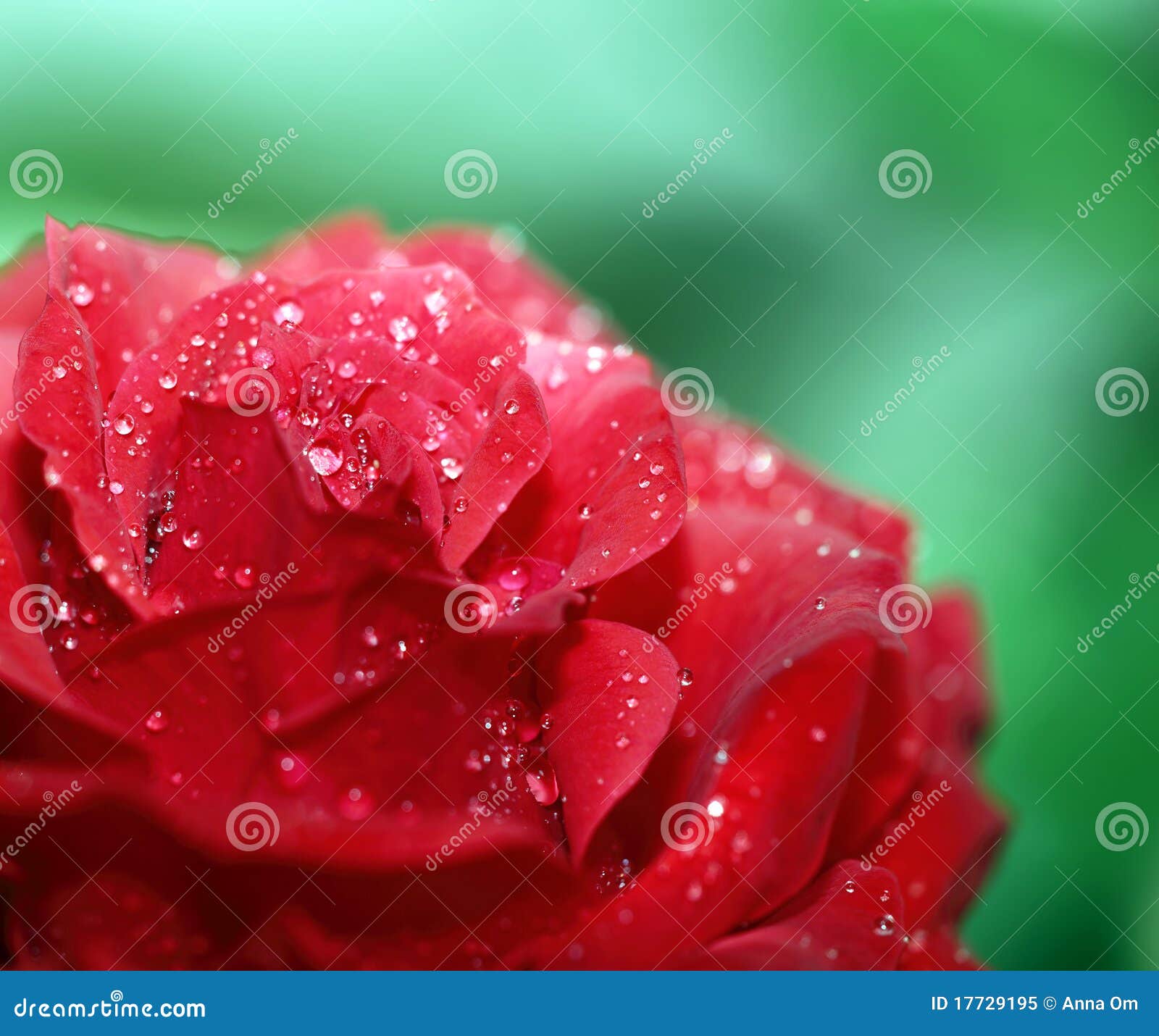 Beautiful red rose stock image. Image of celebration - 17729195