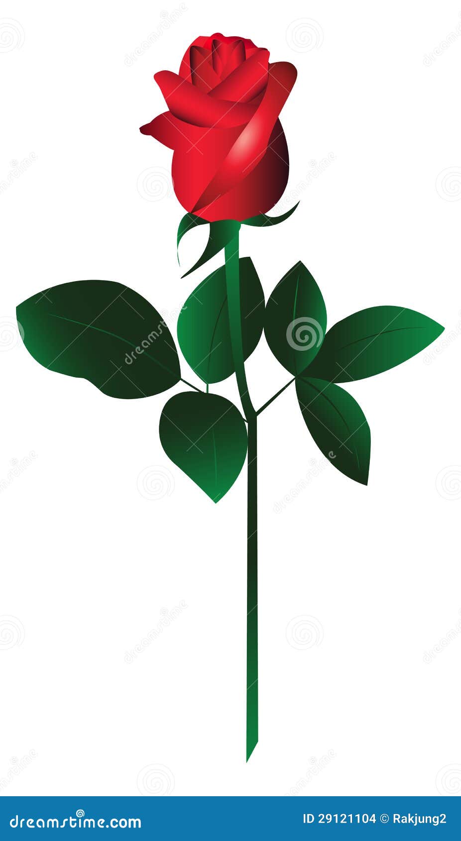 Single Red Stem Rose No Background Stock Illustrations – 6 Single Red ...