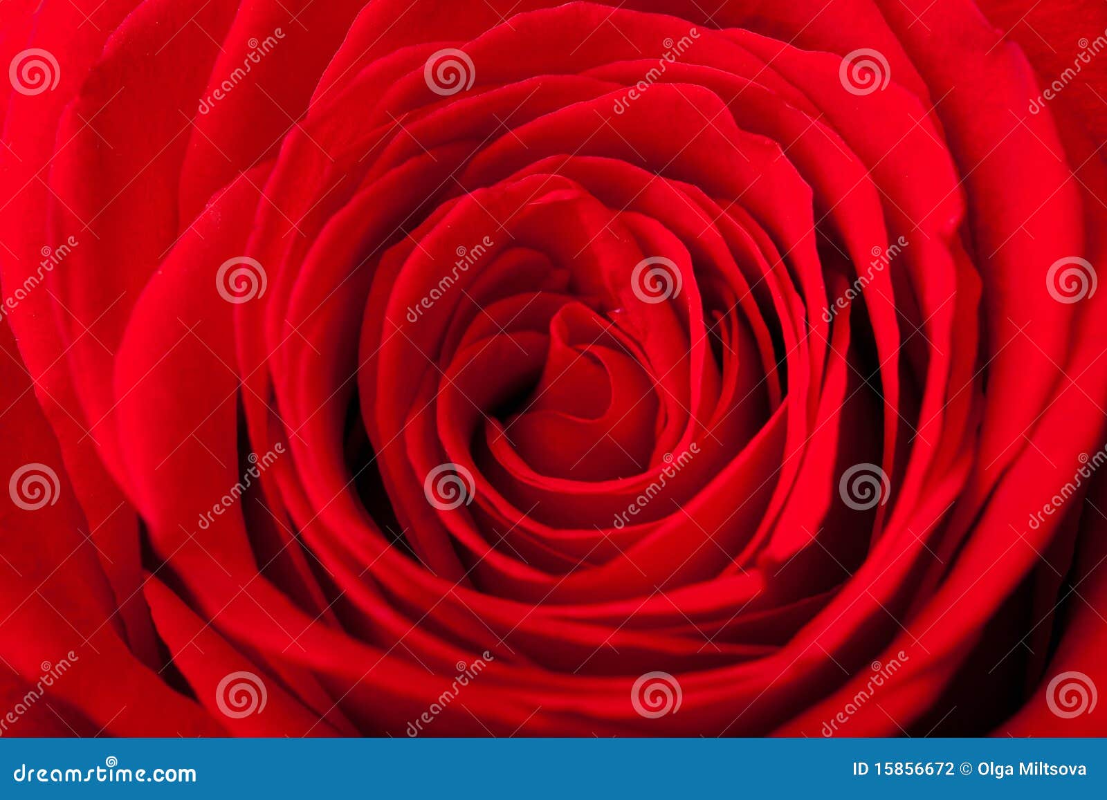 Beautiful Red Rose Background Stock Photo - Image of botanical ...