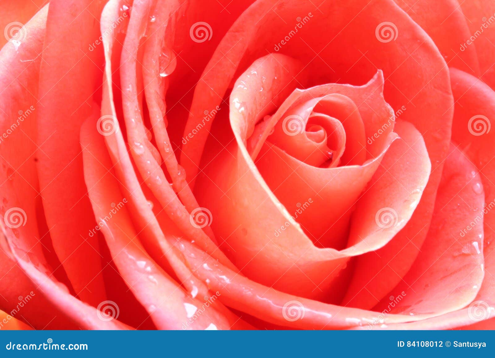 Beautiful Red Rose Background Stock Photo - Image of delicate, bunch ...