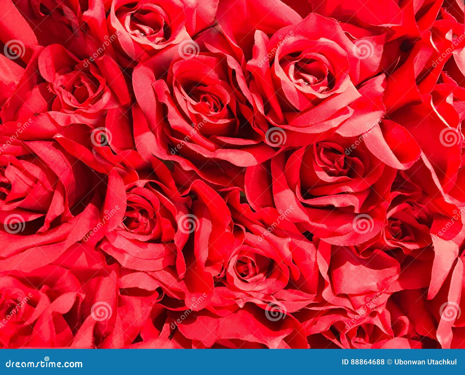 Beautiful Red Rose Background Stock Photo - Image of anniversary, plant ...