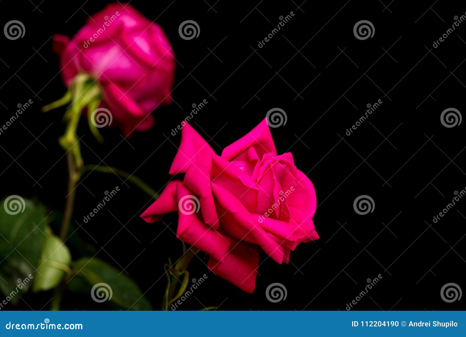 Beautiful Red Rose on a Black Background Stock Photo - Image of plant ...