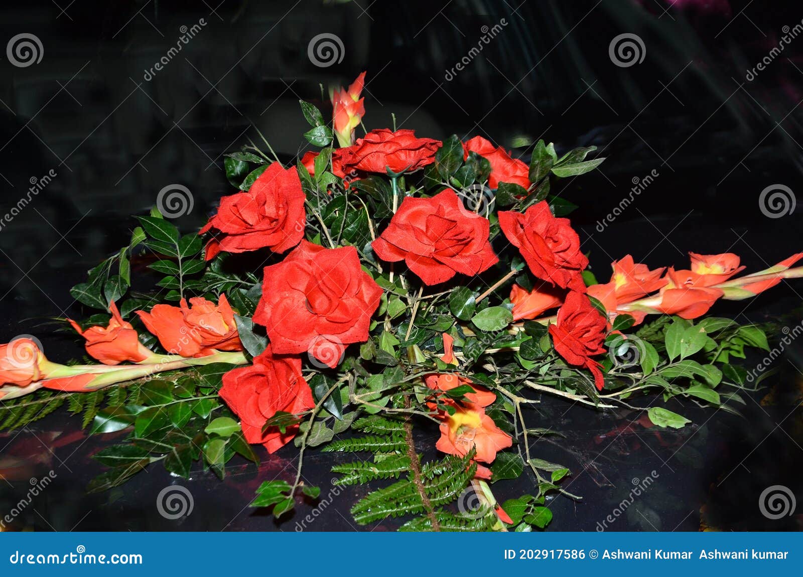 Beautiful Red Rose in the Black Background Stock Photo - Image of ...