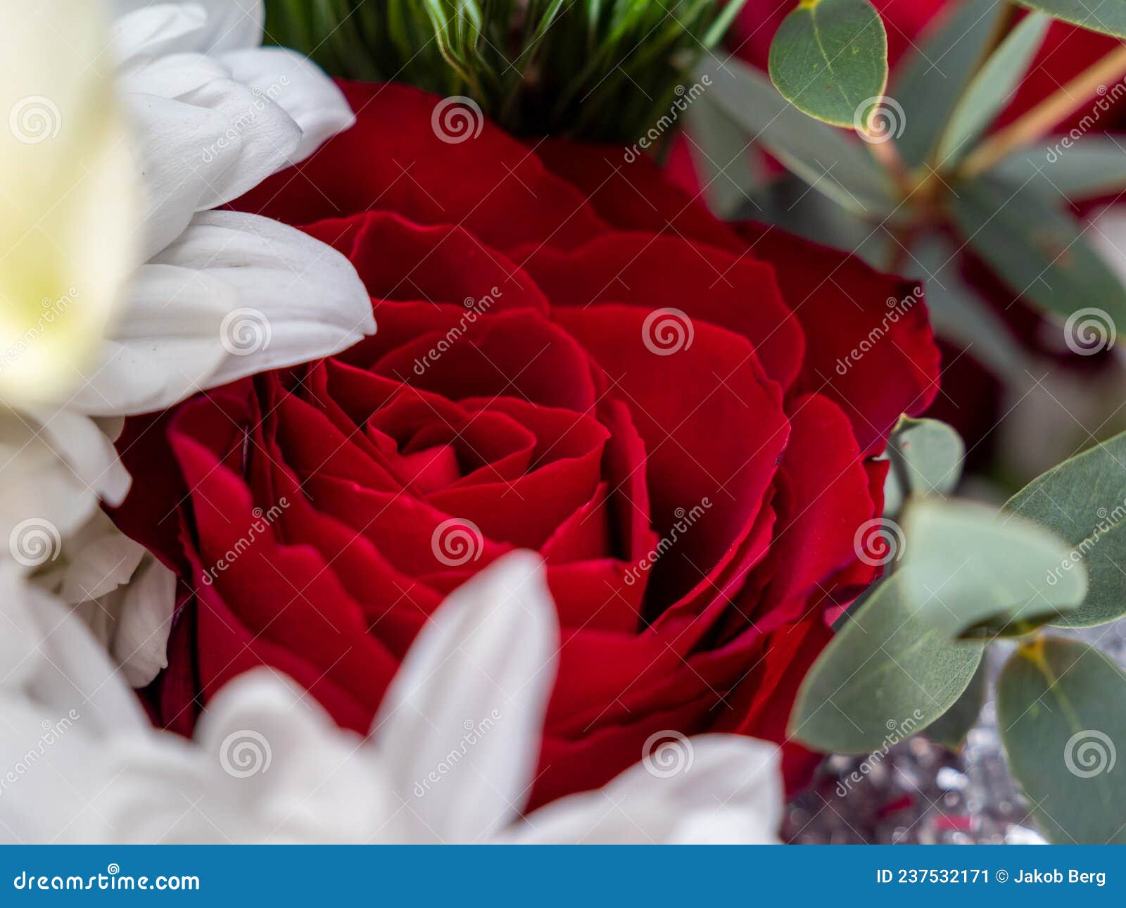 Beautiful Red Rose in Bloom Stock Image - Image of background ...