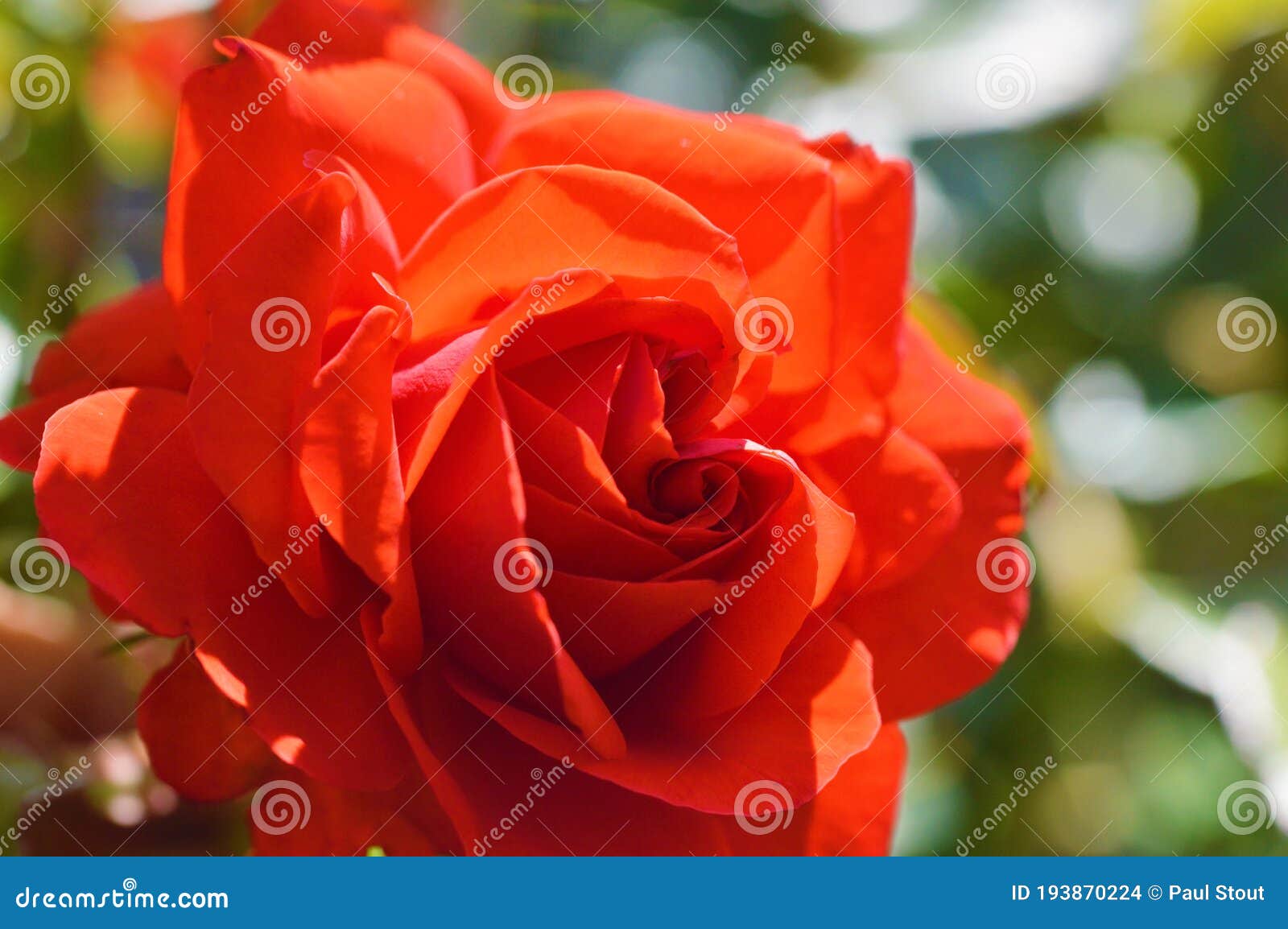 A Beautiful Red Rose Bloom. Stock Photo - Image of botany, nature ...