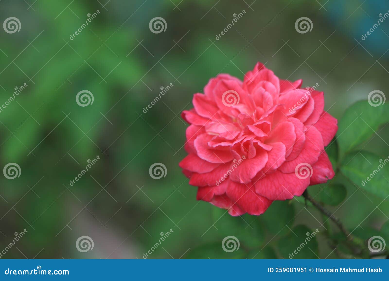 Beautiful Red Rose Blooming in a Garden Stock Image - Image of bright ...