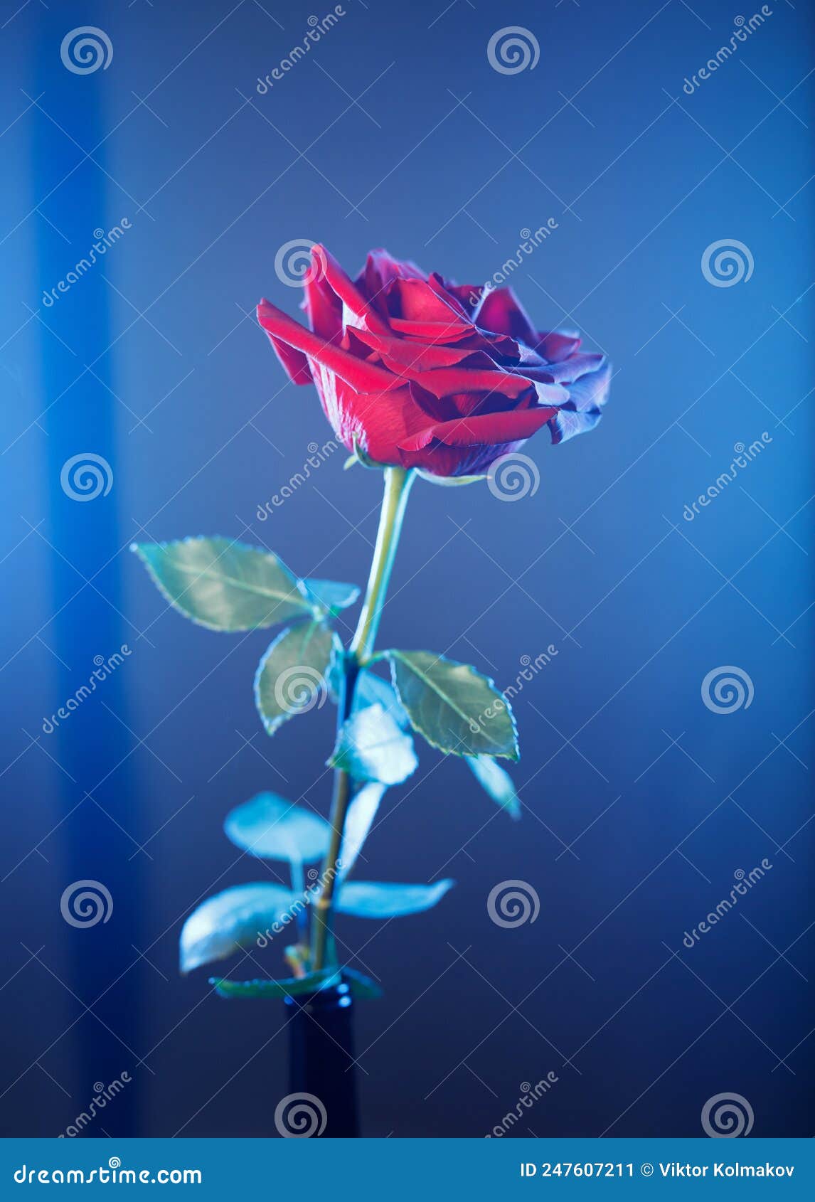 Beautiful Red Rose on a Blue Background Stock Image - Image of lovely ...