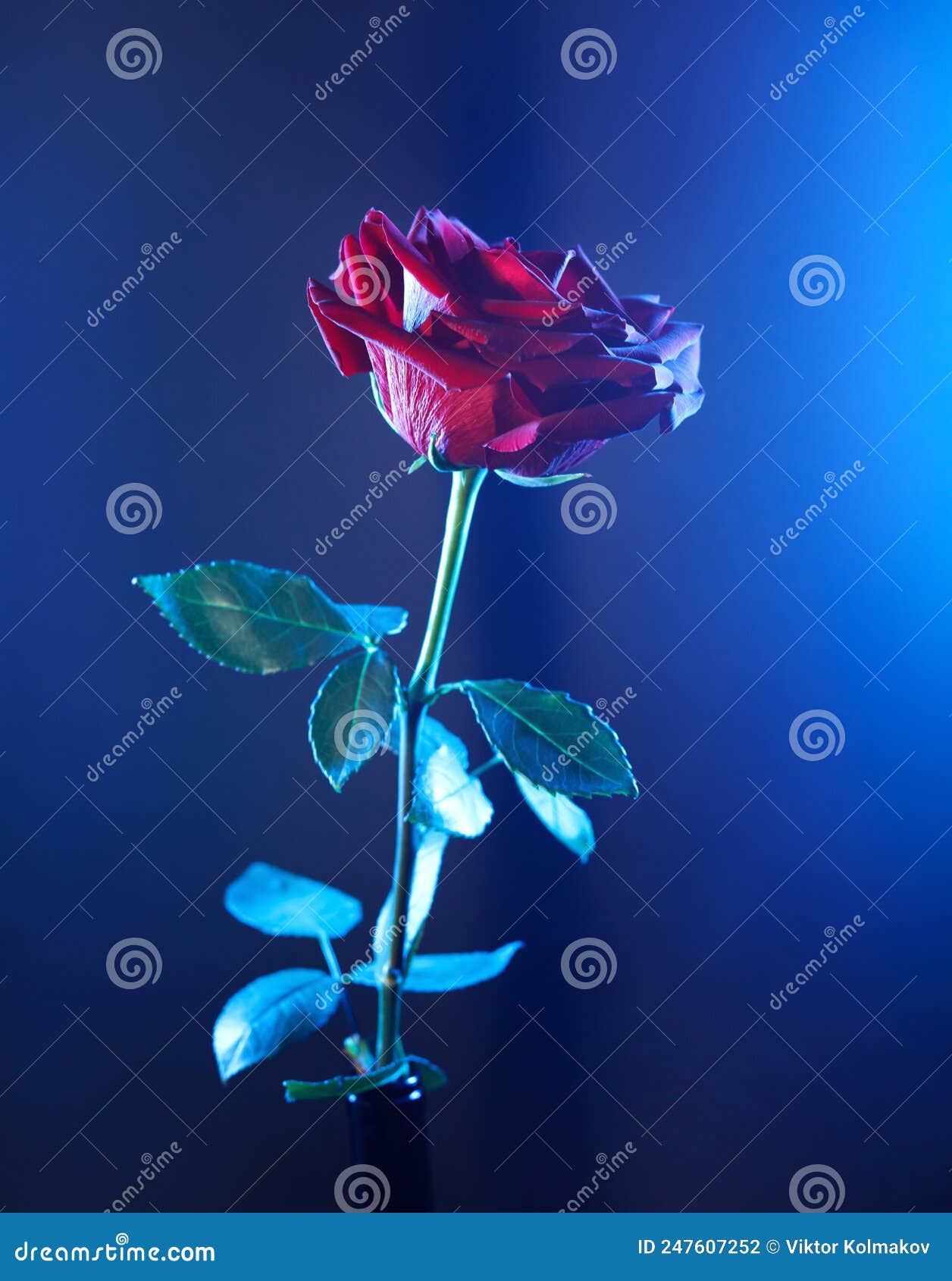 Beautiful Red Rose on a Blue Background Stock Photo - Image of flower ...