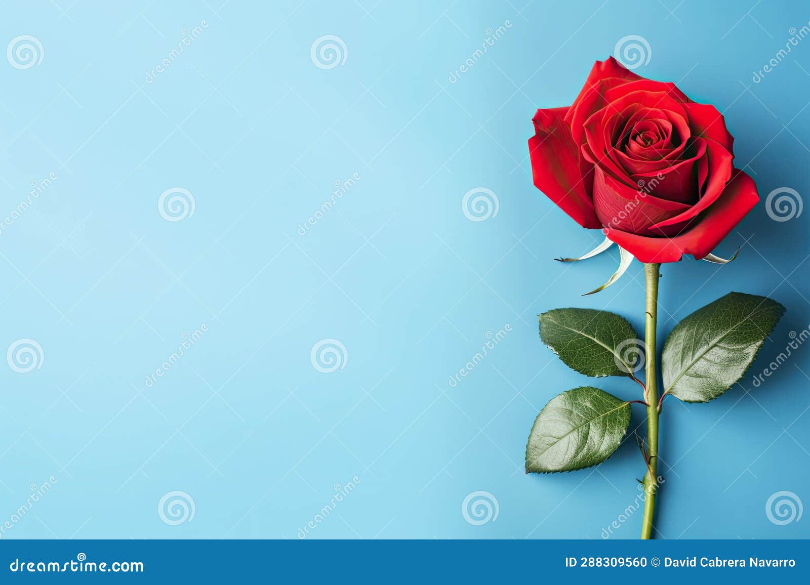 Beautiful Red Rose on Blue Background. Stock Photo - Image of ...
