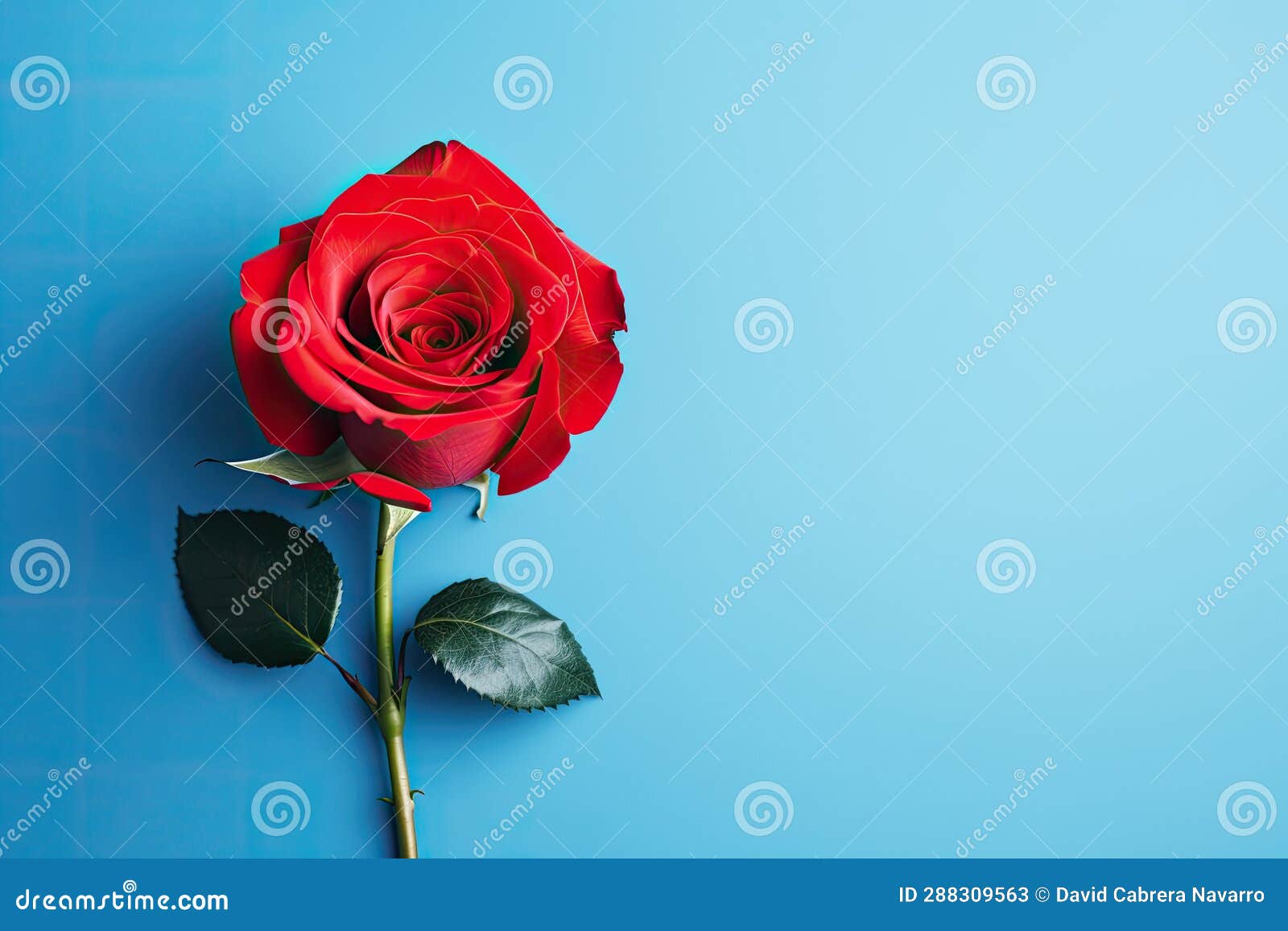 Beautiful Red Rose on Blue Background. Stock Image - Image of ...