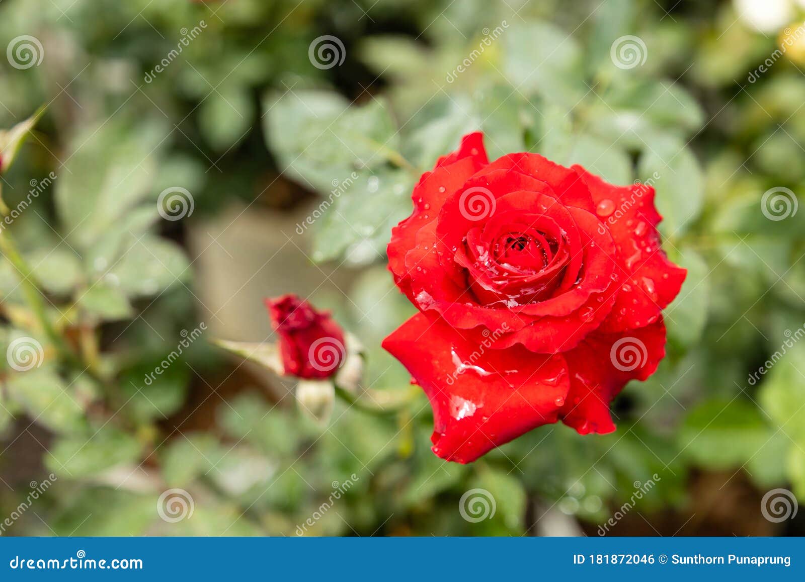 Beautiful Red Rose Blurred Backgrounds Stock Photo - Image of love ...