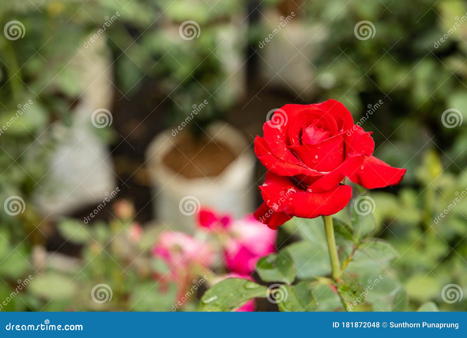 Beautiful Red Rose Blurred Backgrounds Stock Photo - Image of grow ...