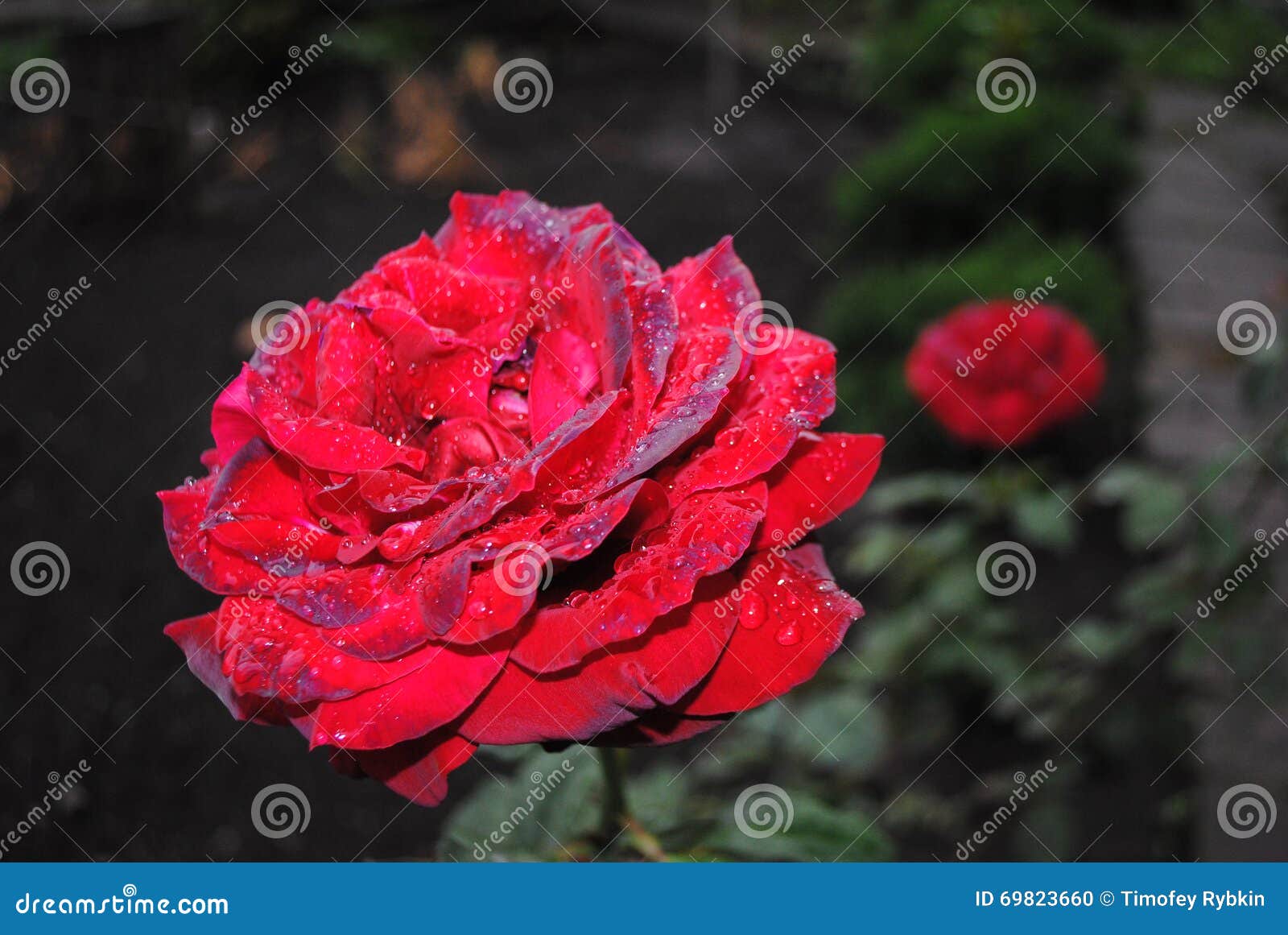 Beautiful red rose bud stock photo. Image of petal, card - 69823660