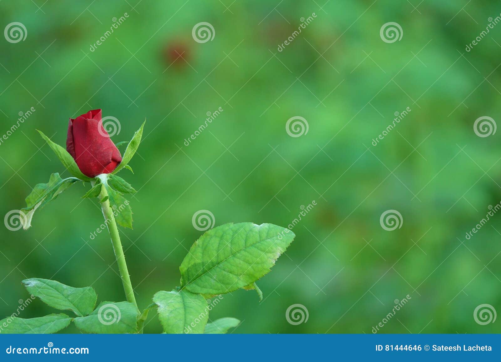 Beautiful Red Rose Bud stock photo. Image of bunch, forest - 81444646
