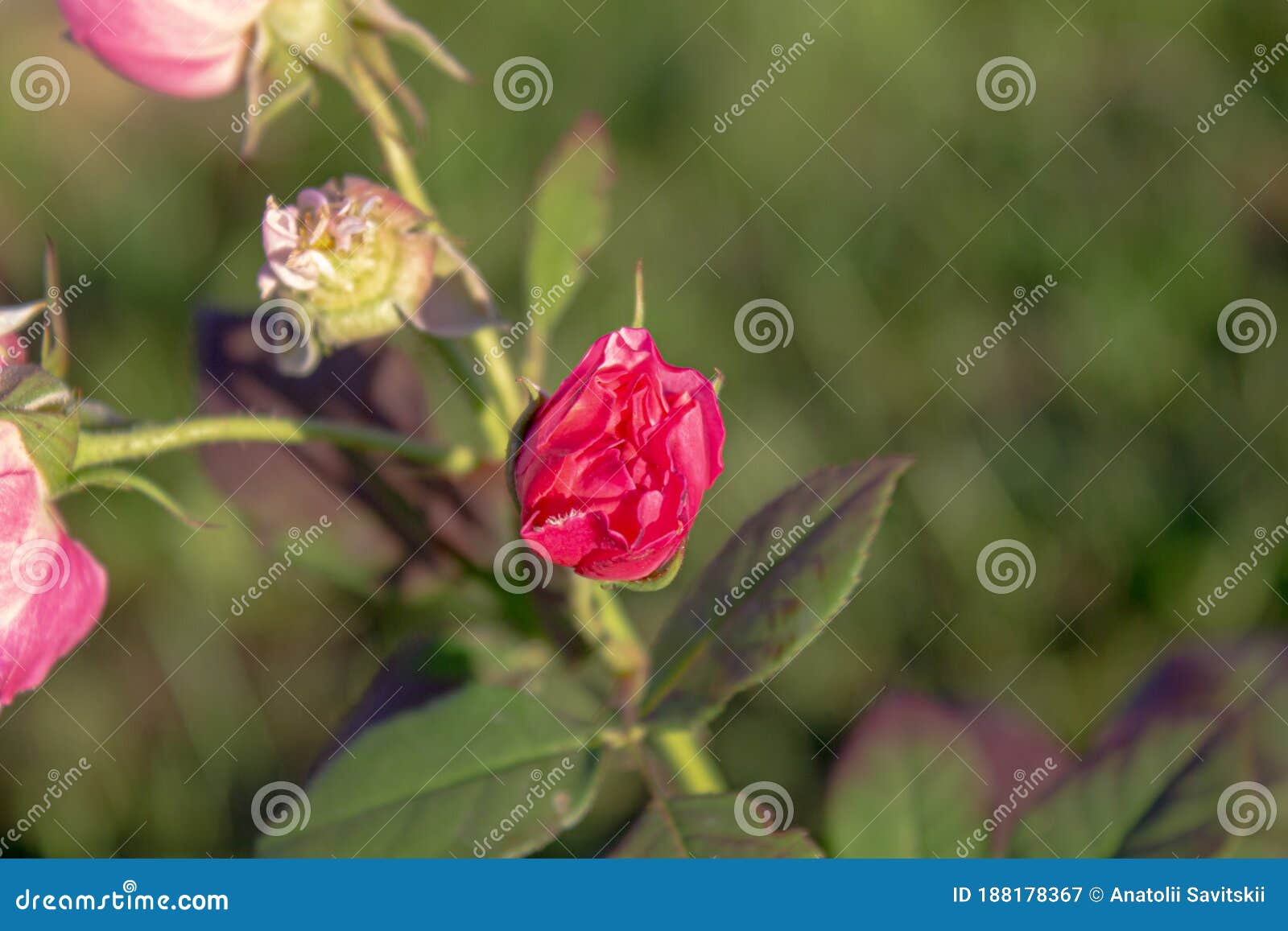 Beautiful Red Rose Bud in the Garden Stock Image - Image of growth ...