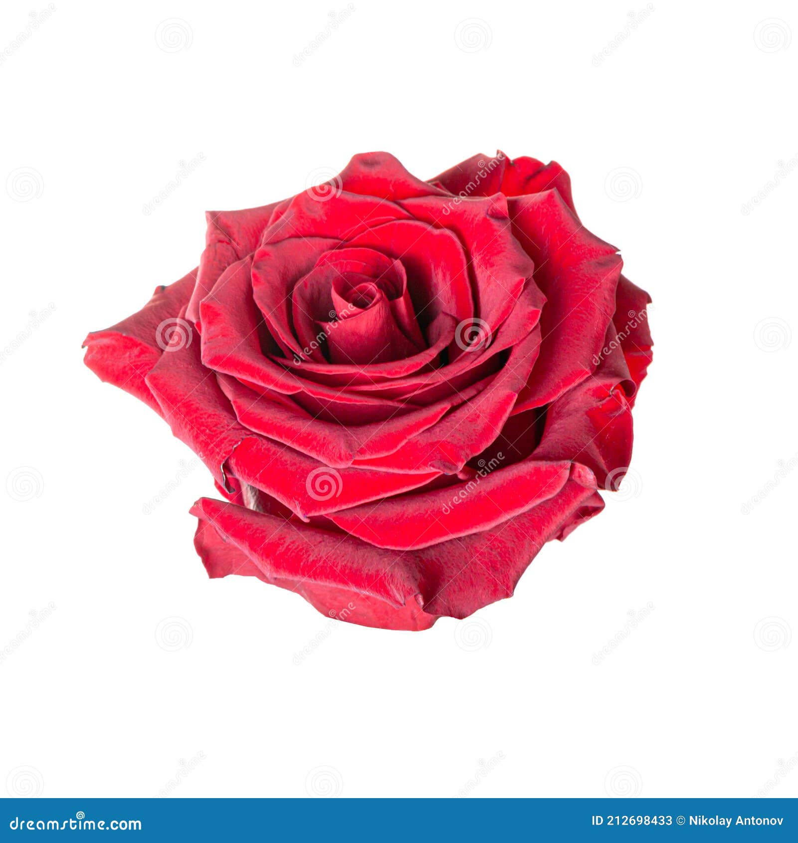Beautiful Red Rose Bud Isolated on White Background Stock Image - Image ...