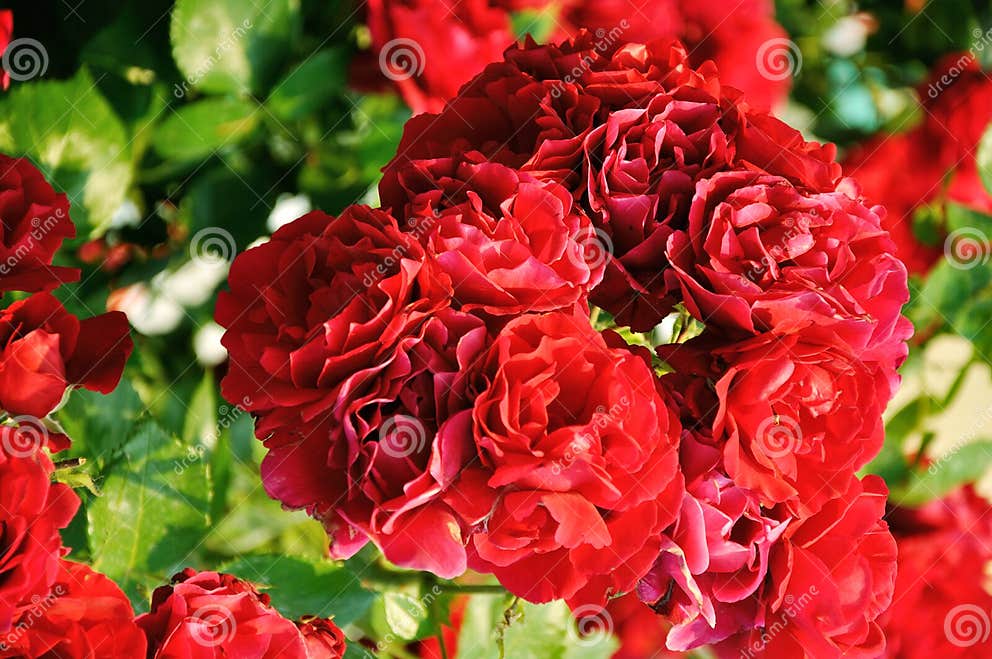 Beautiful red rose bush stock image. Image of rose, flora - 24708515