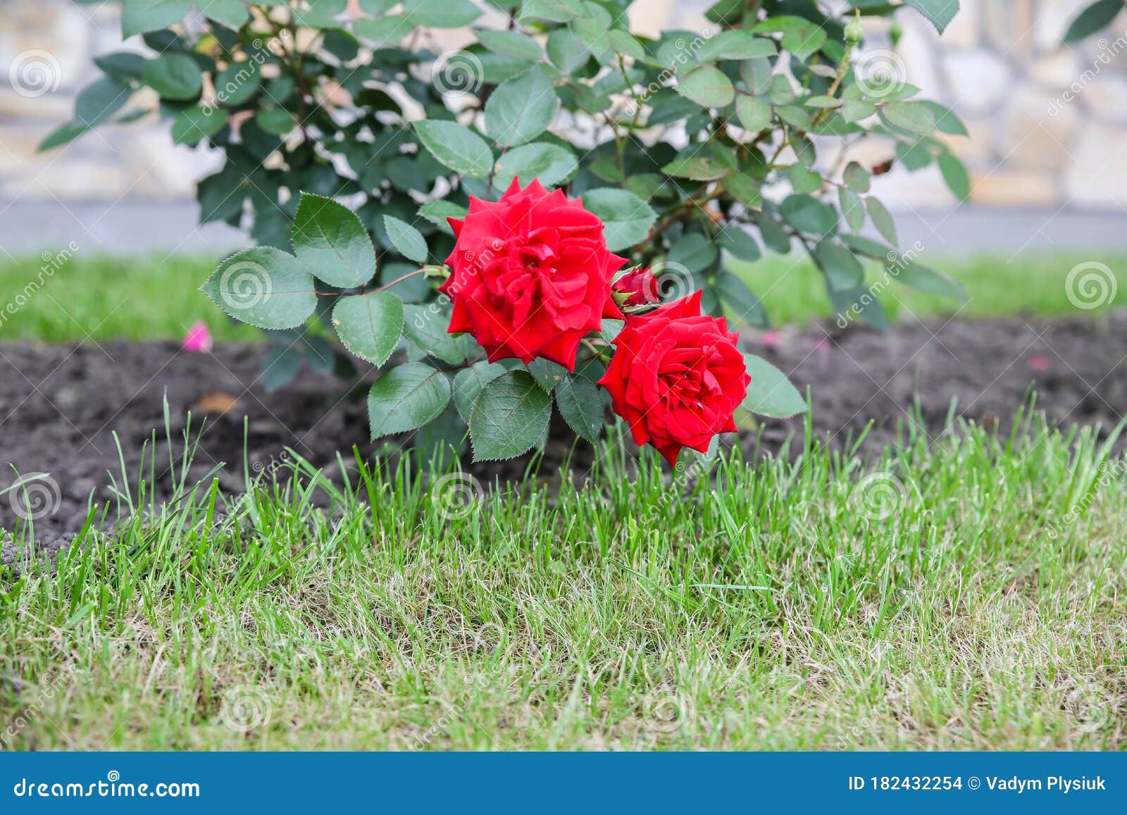 Beautiful Red Rose Bush in the Garden Stock Photo - Image of beauty ...