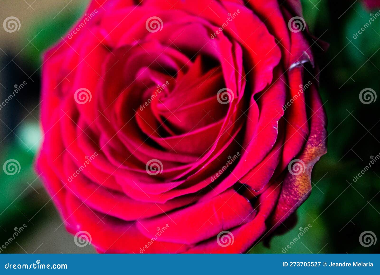 Beautiful Red Rose Close-up. Background of Red Roses Stock Image ...