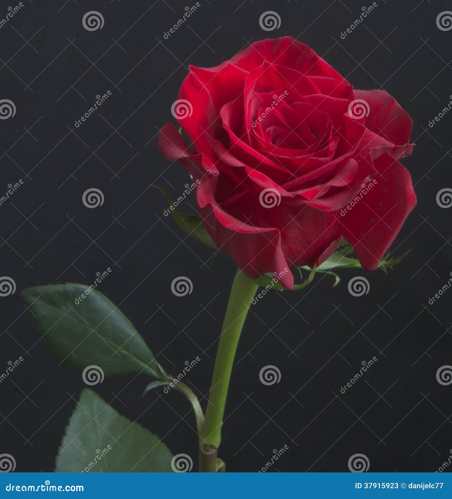 Beautiful Red Rose Close-up Stock Image - Image of isolate, colors ...