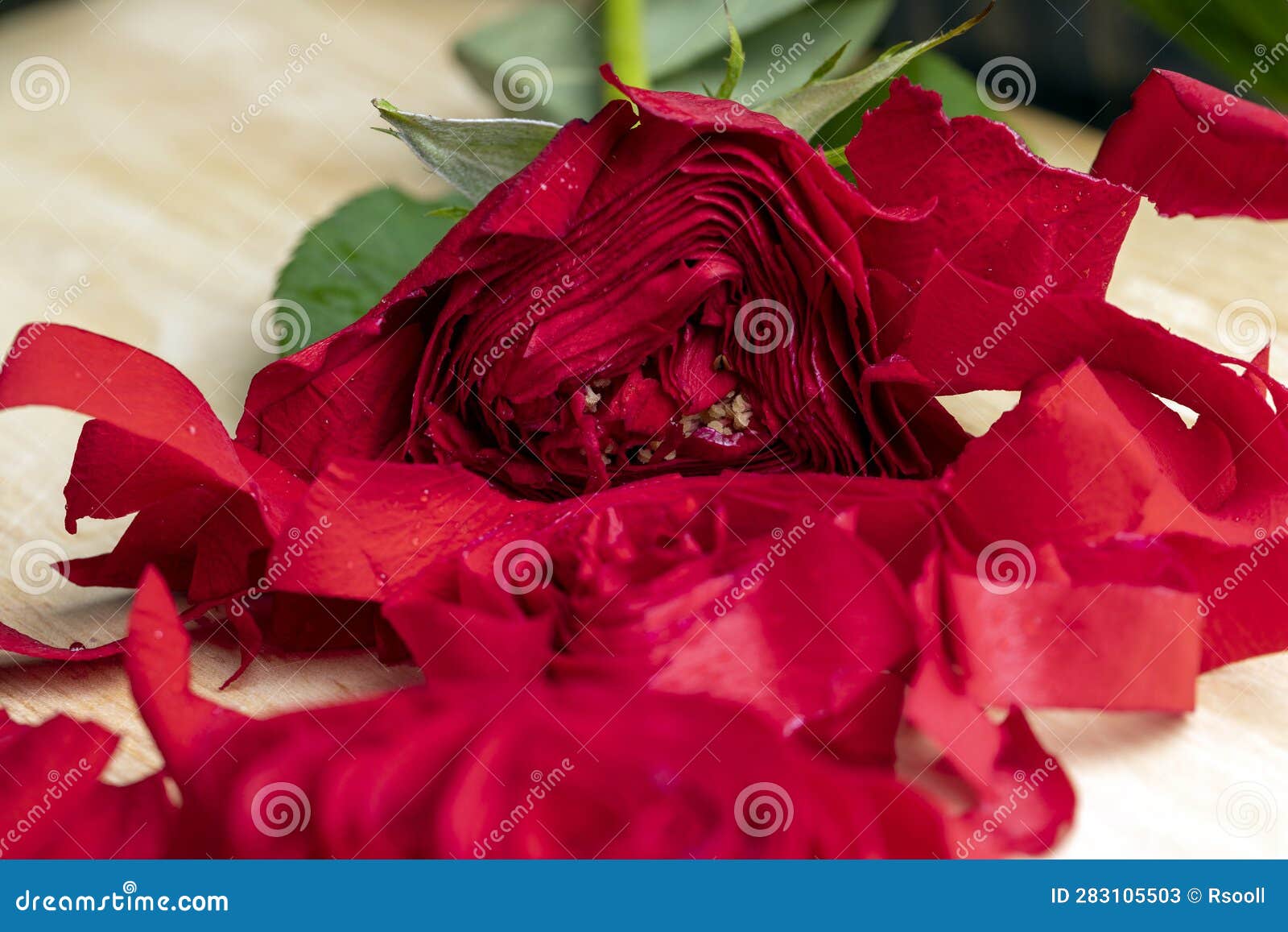 A Beautiful Red Rose Cut into Pieces Stock Image - Image of symbol ...