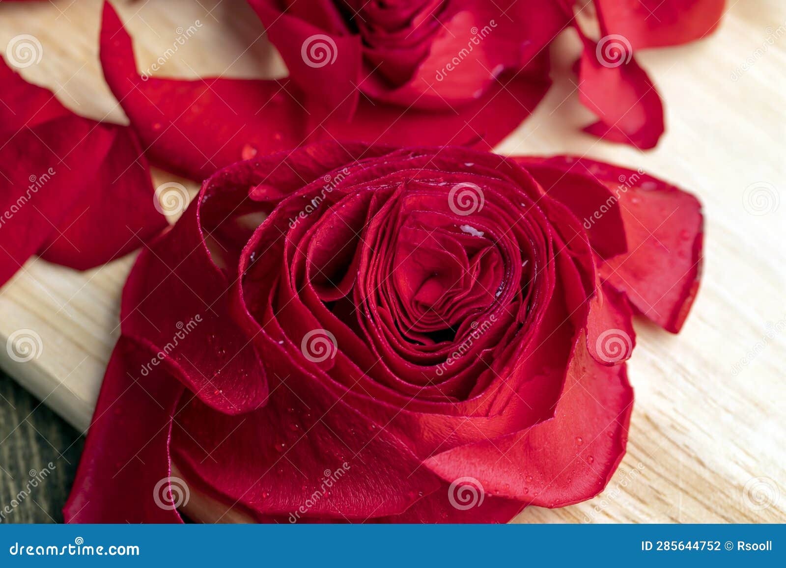 A Beautiful Red Rose Cut into Pieces Stock Photo - Image of decorative ...