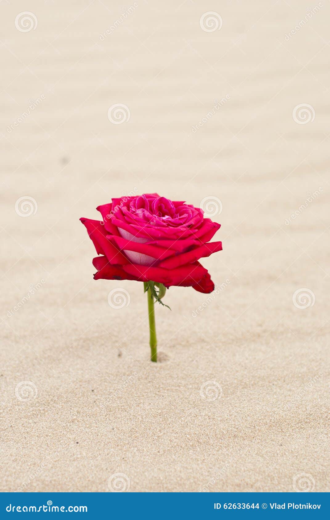 Beautiful Red Rose in the Desert Sand Stock Photo - Image of dunes ...