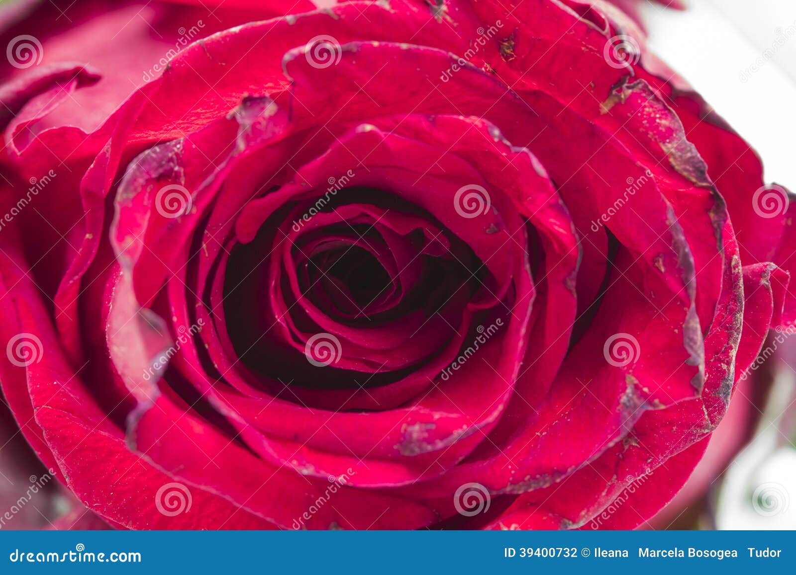 Beautiful Red Rose with Details Stock Photo - Image of romantic, floral ...