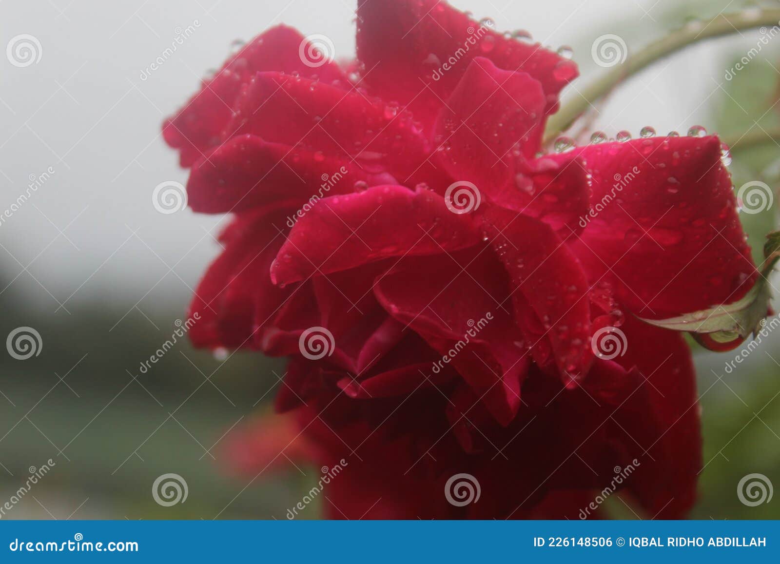 Beautiful Red Rose with Dew in the Morning Vibes Stock Photo - Image of ...