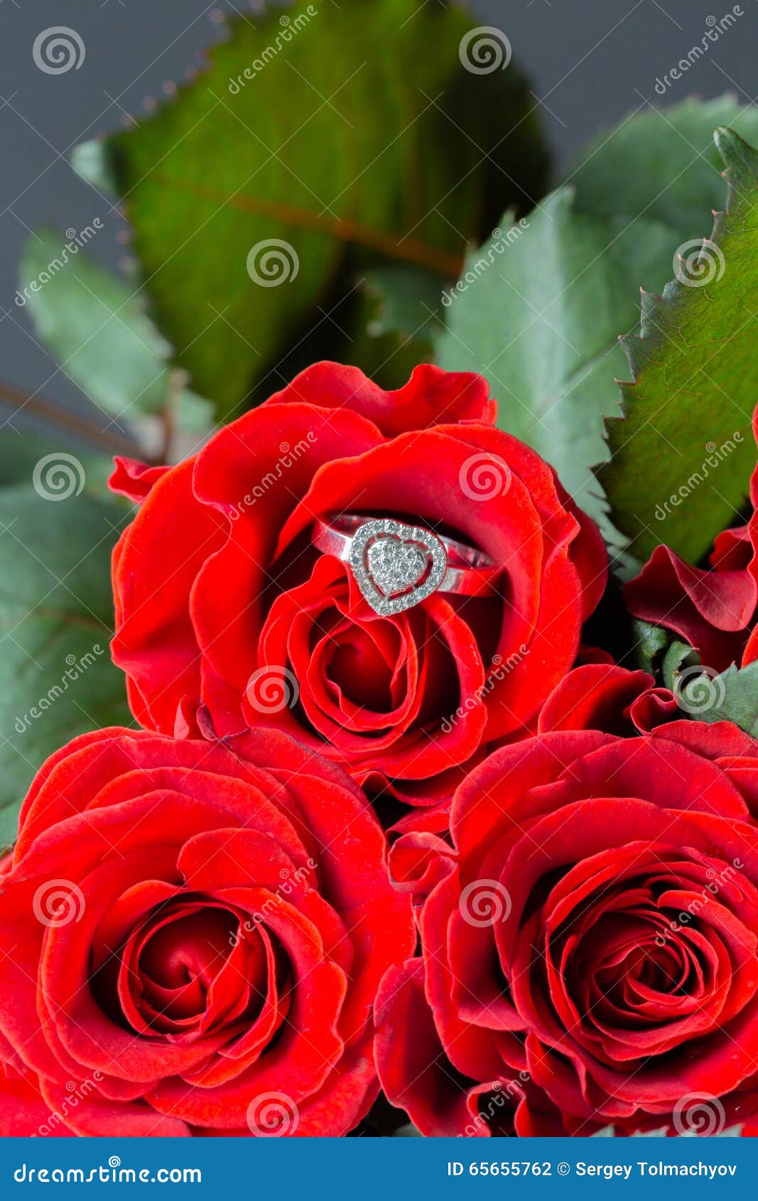Beautiful red rose stock photo. Image of ring, plant - 65655762