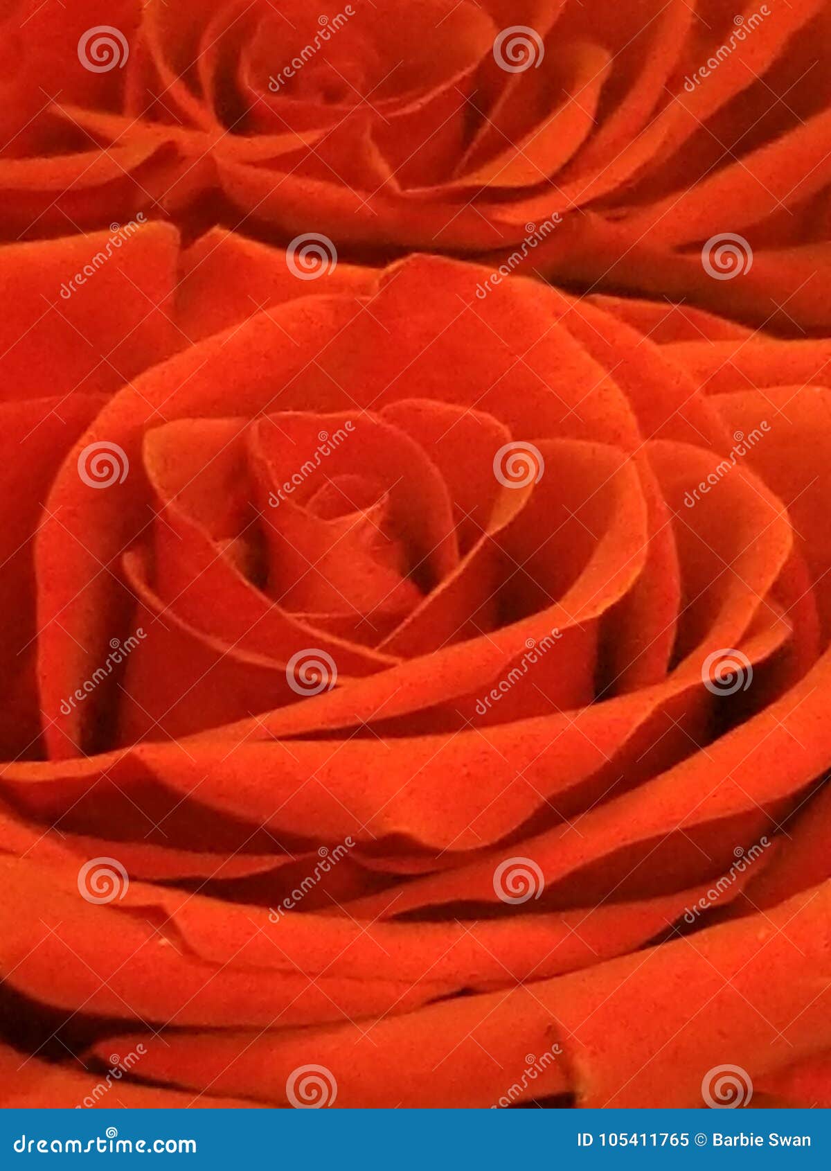 Red rose in mirror stock image. Image of beautiful, doubled - 105411765
