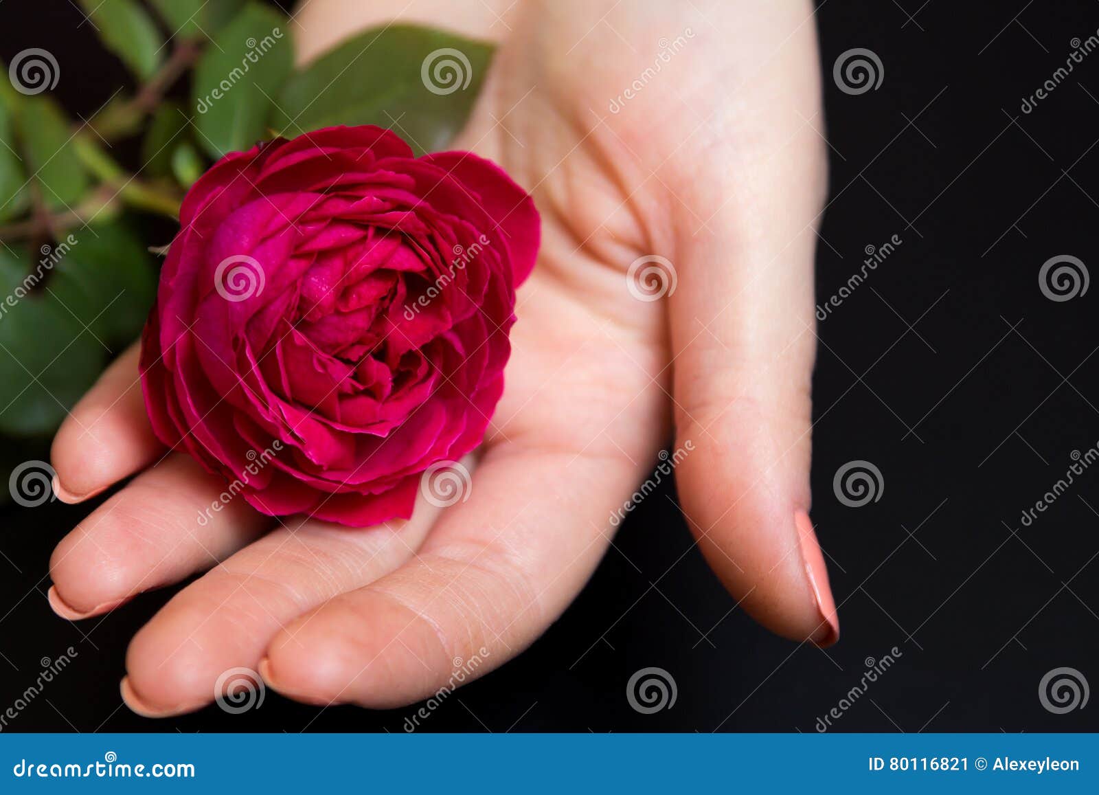 Beautiful Red Rose in a Female Hand on a Black Stock Image - Image of ...