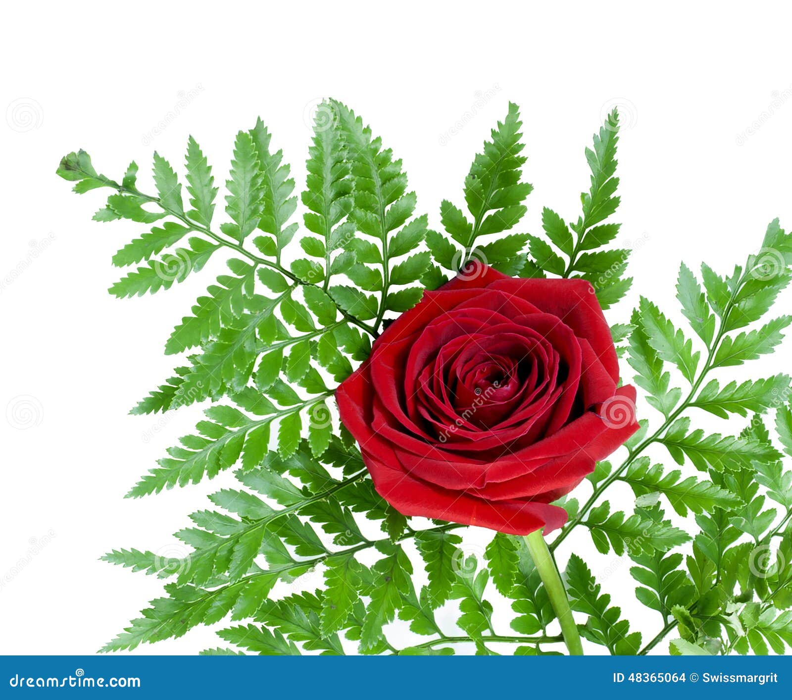 Beautiful Red Rose on a Fern Leaf Stock Photo - Image of bridal, bloom ...