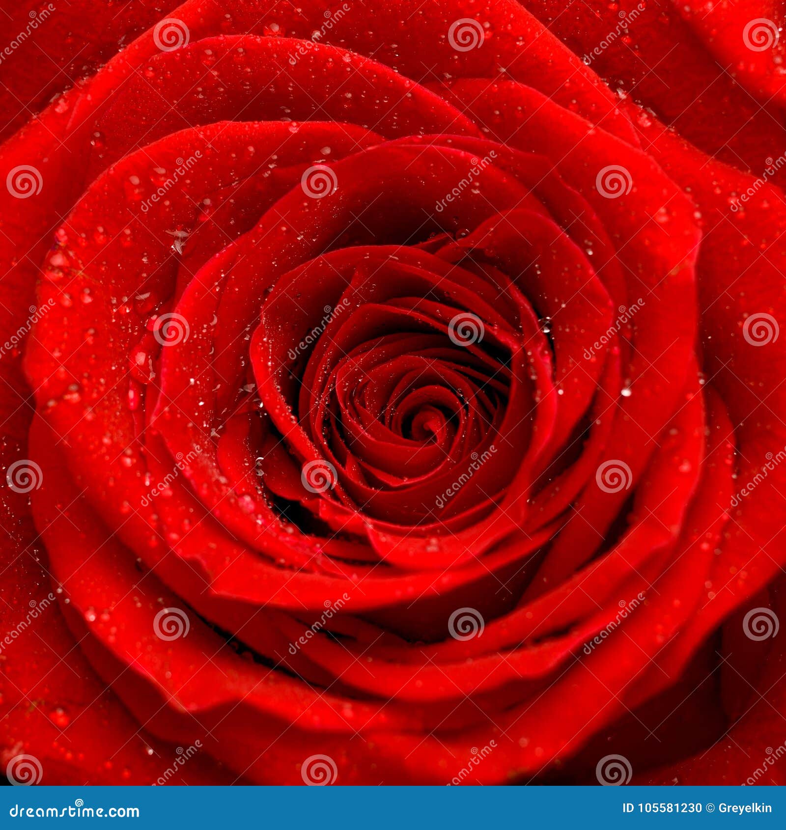A red rose stock photo. Image of blossom, color, rosa - 105581230