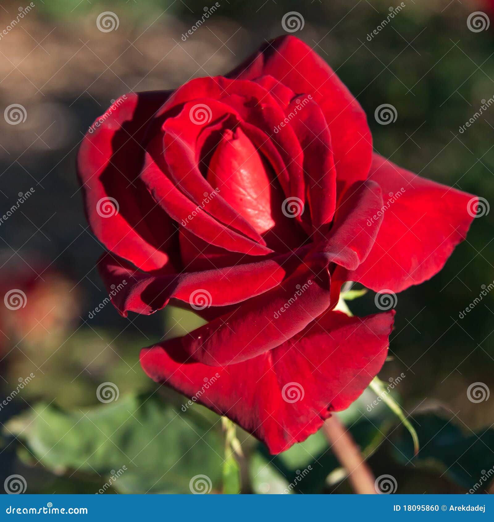 Beautiful red rose flower stock photo. Image of sunshine - 18095860