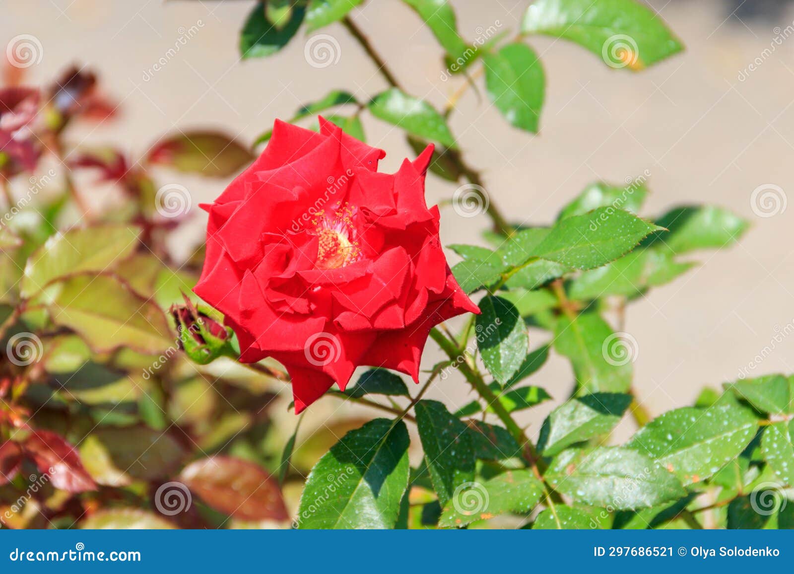 Beautiful Red Rose on Flower Bed in Garden Stock Image - Image of ...