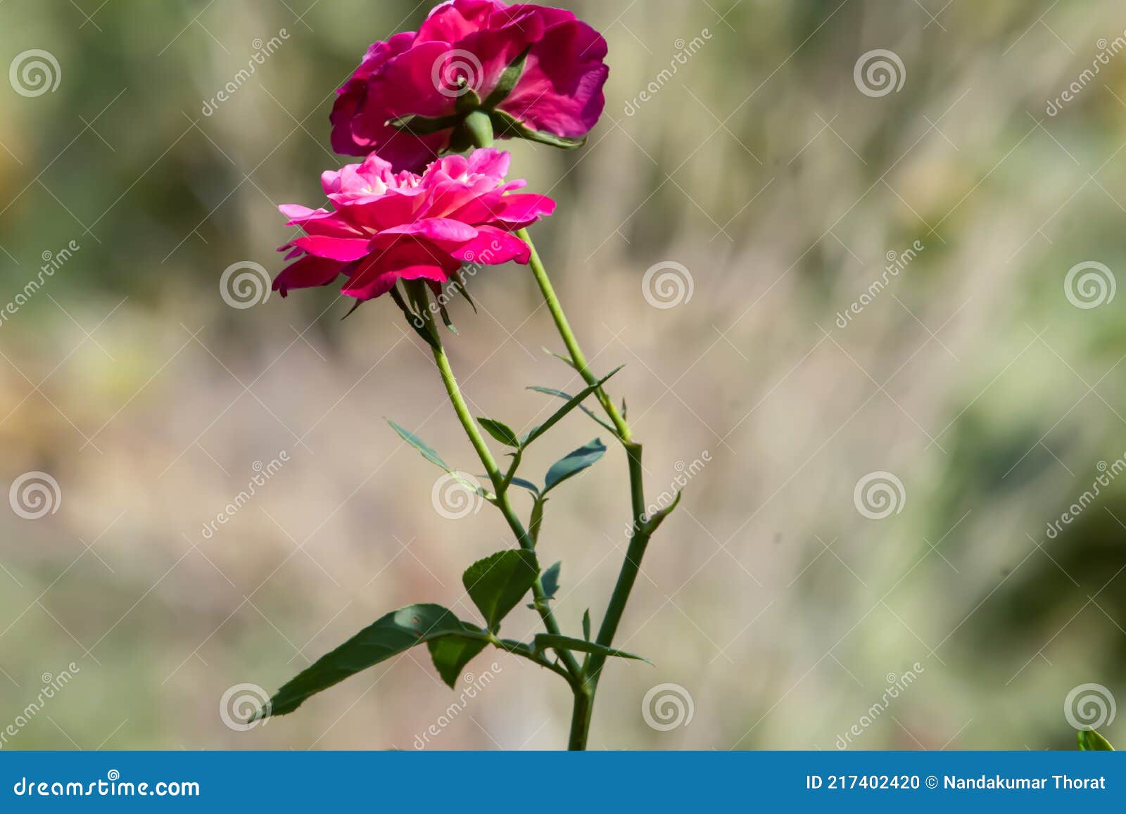 Beautiful Red Rose Flower with Blur Background Stock Photo - Image of ...