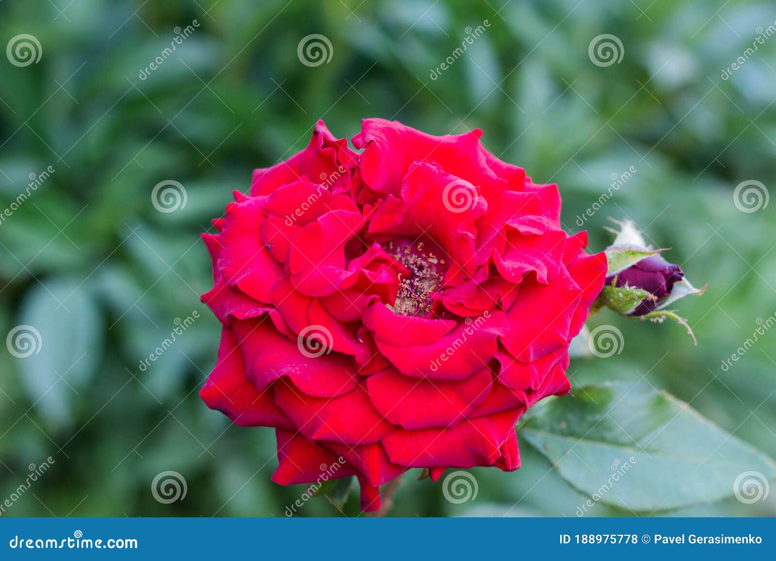 Beautiful Red Rose Flower on a Bush Stock Photo - Image of blossom ...