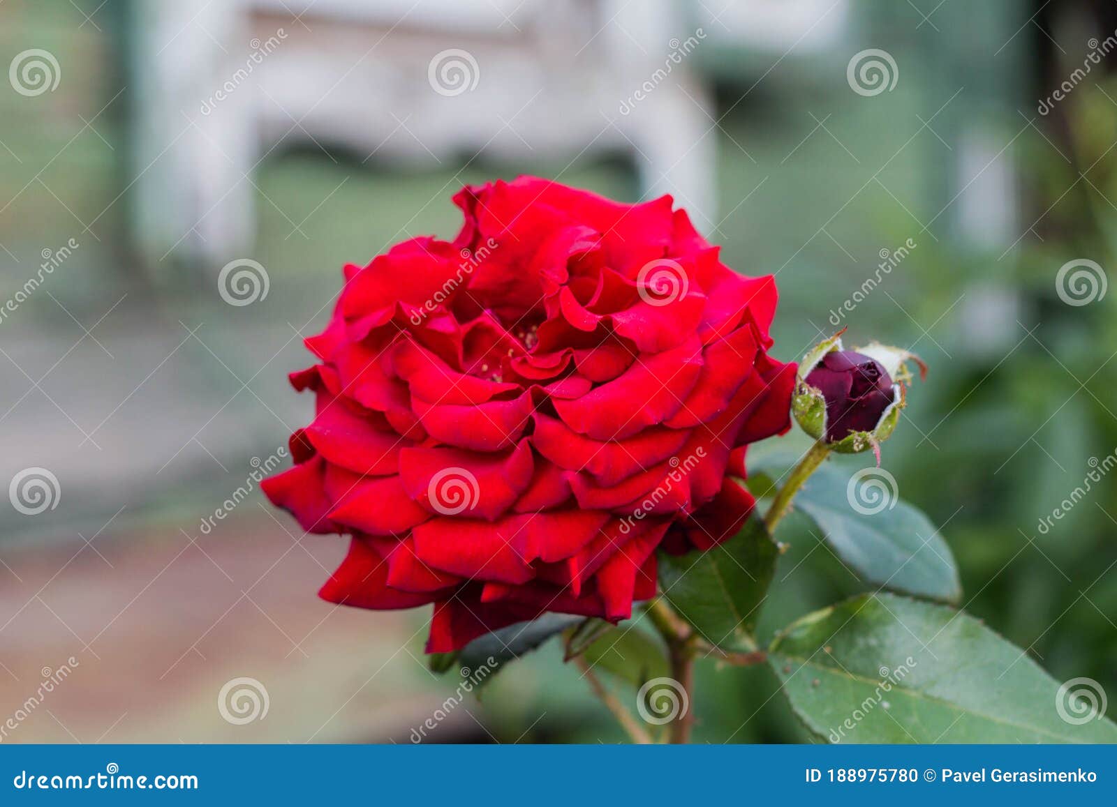 Beautiful Red Rose Flower on a Bush Stock Photo - Image of blooming ...