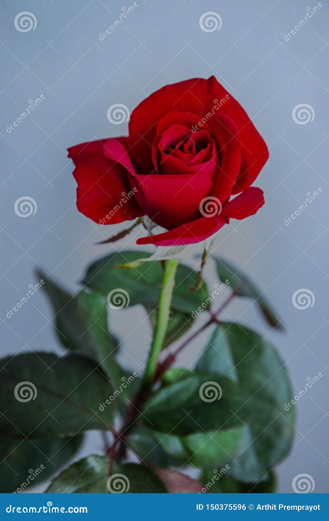 Beautiful Red Rose Flower Closeup. Flower Vintage Filter Effects Stock ...