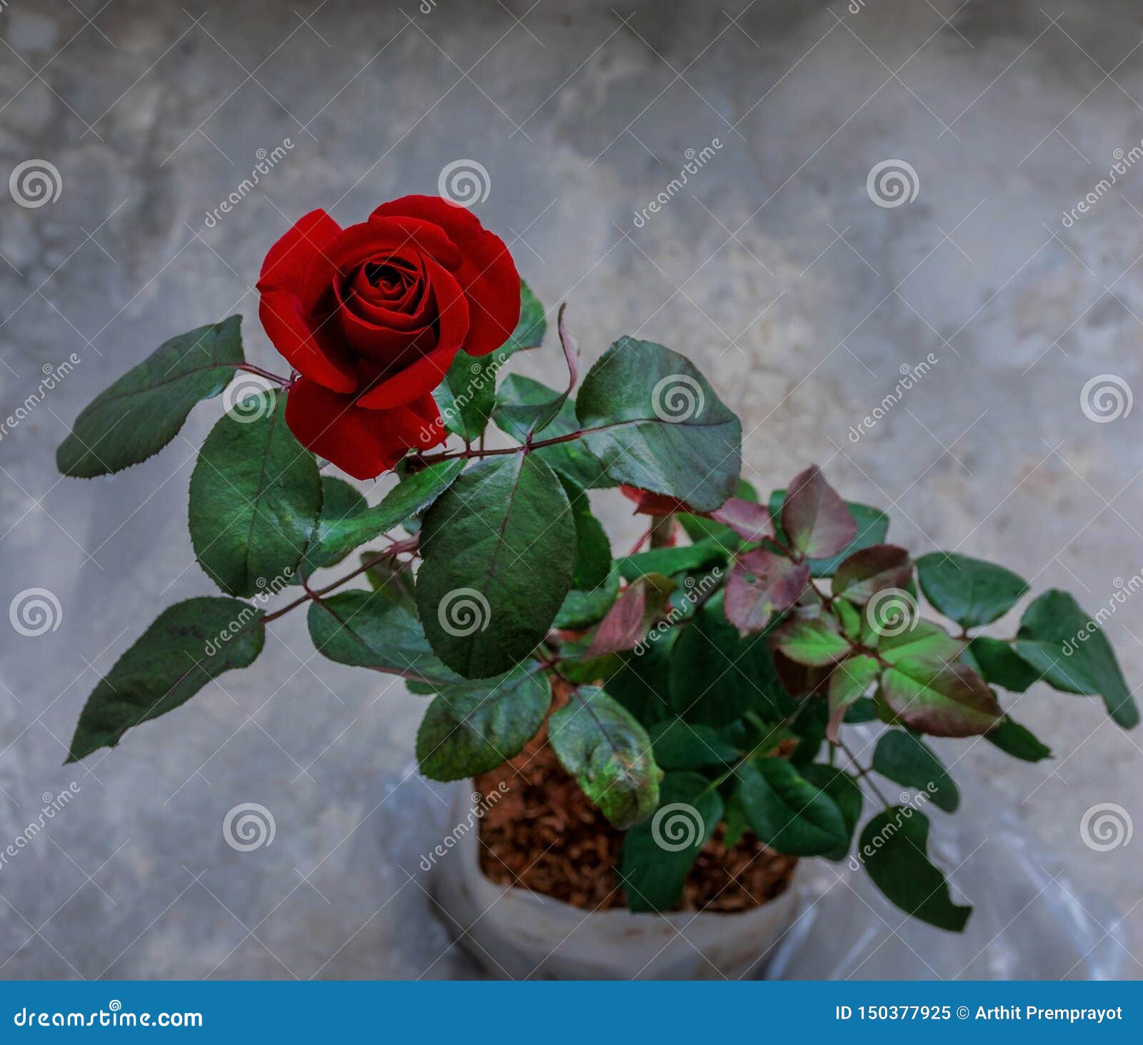 Beautiful Red Rose Flower Closeup. Flower Vintage Filter Effects Stock ...