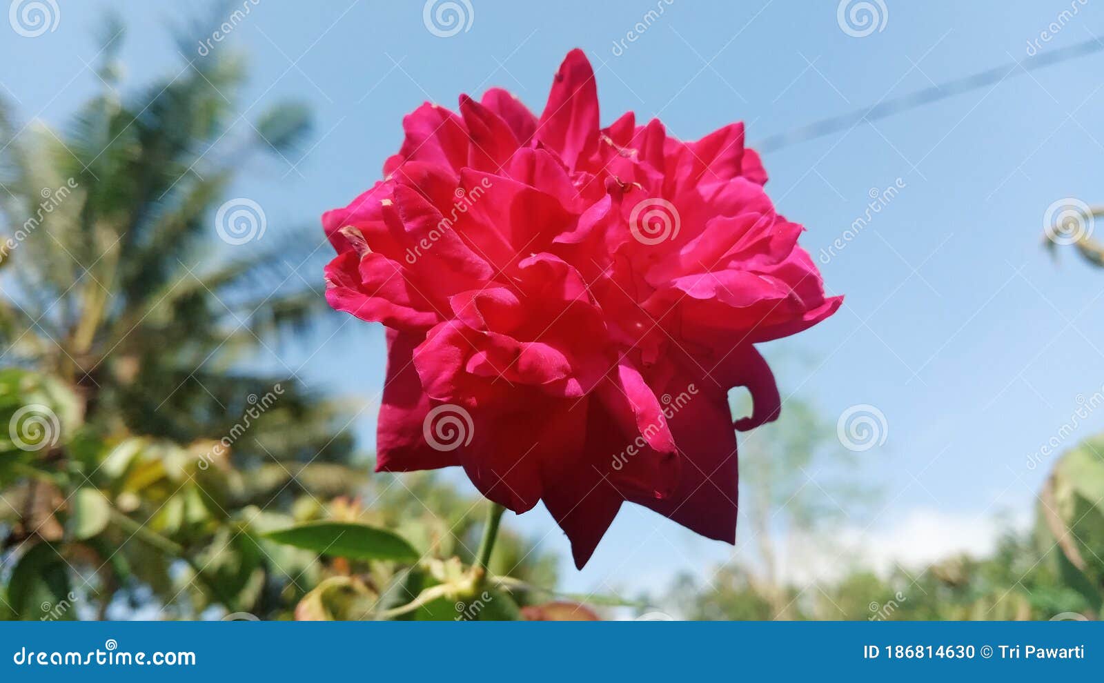 Beautiful Red Rose Flower in the Garden Stock Photo - Image of flower ...