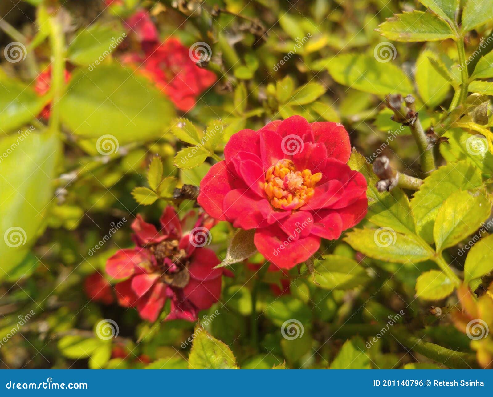 Beautiful Red Rose Flower in the Garden Stock Photo - Image of rose ...