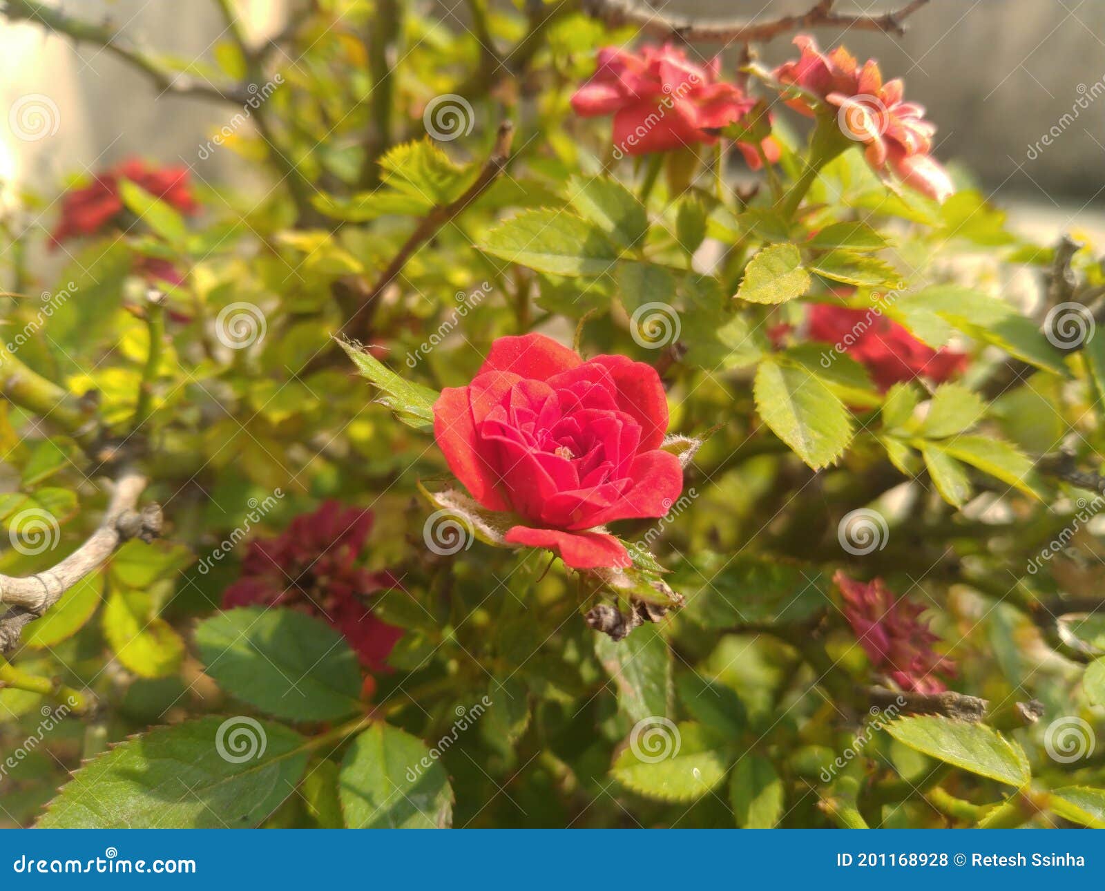Beautiful Red Rose Flower in the Garden Stock Photo - Image of flower ...