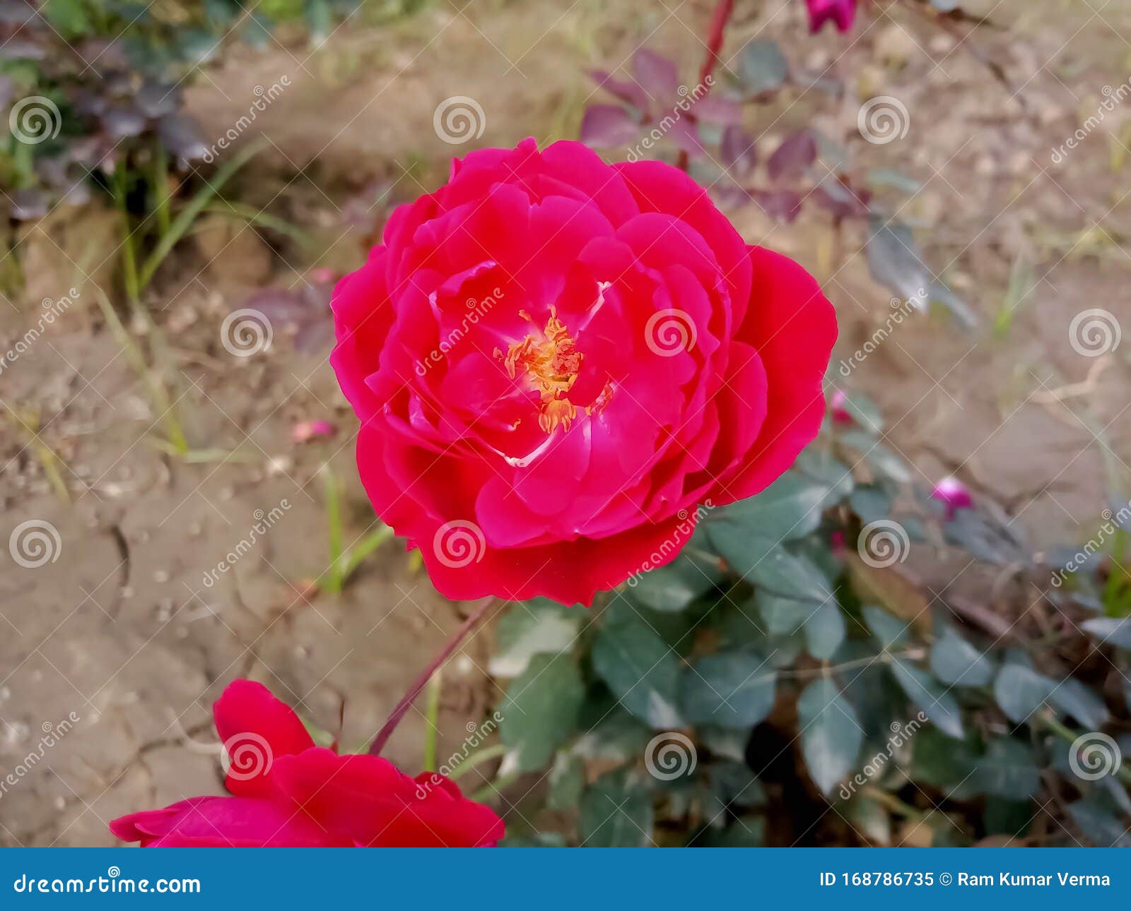 Beautiful Red Rose Flower Image India Stock Image - Image of flower ...