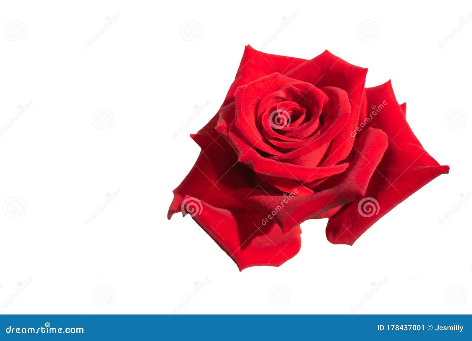 Beautiful Red Rose Flower Isolated on White Background Stock Image ...